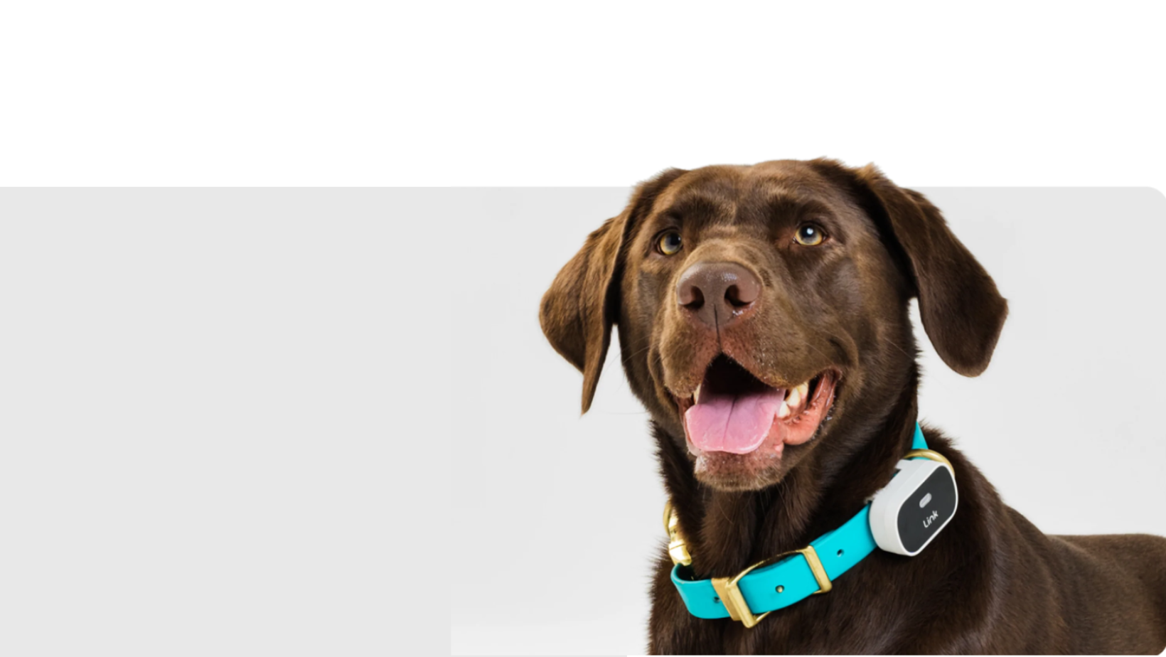 Find Out Why This Smart Pet Wearable is a Game Changer - PINAPPOS